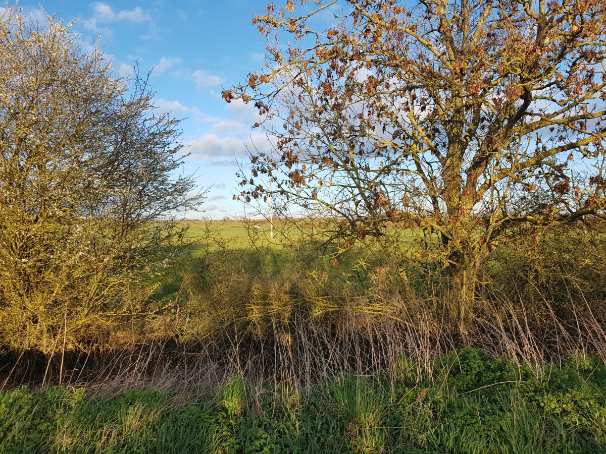 The Stewardship Scheme gamble – stick or switch?